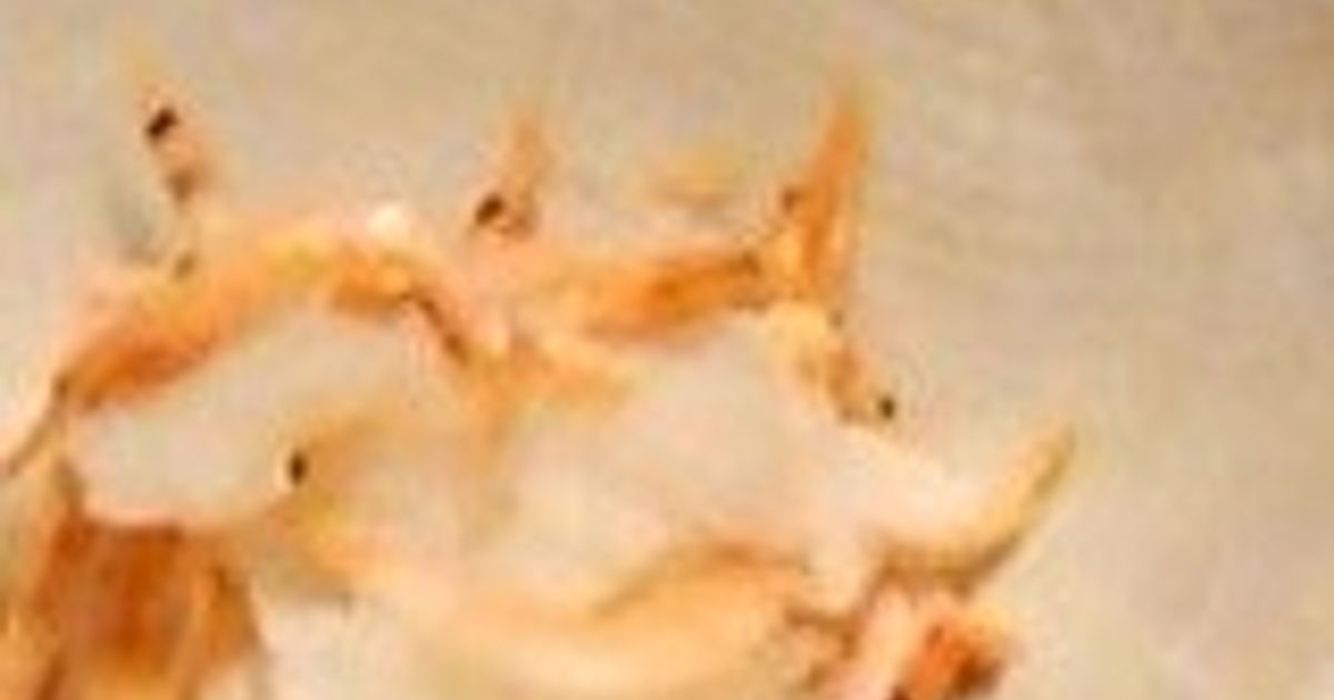基本からアレンジまで！思わずつくりたくなる「釜揚げ桜えび 簡単」のレシピ集 | クックパッド